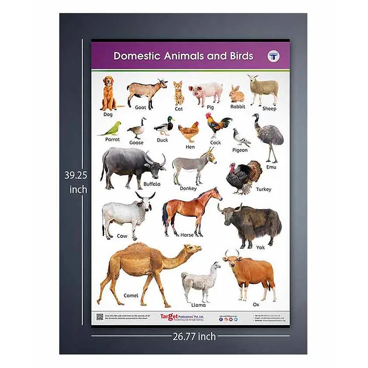 Domestic Animals Chart